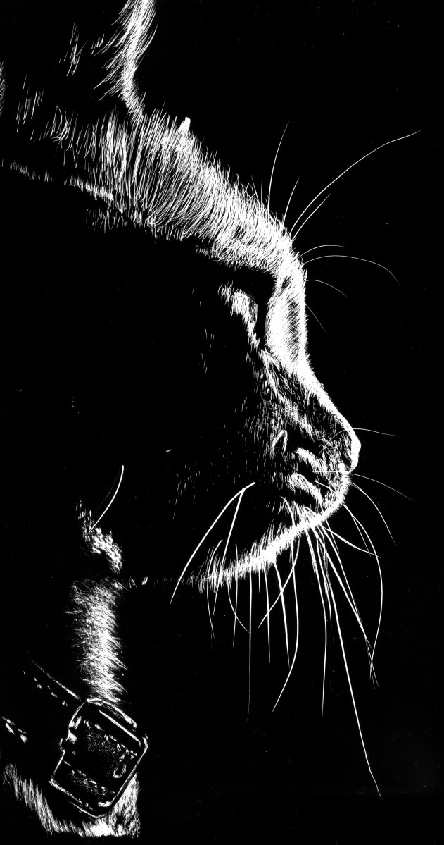 How To Scratchboard Animals Course Online Art Lessons